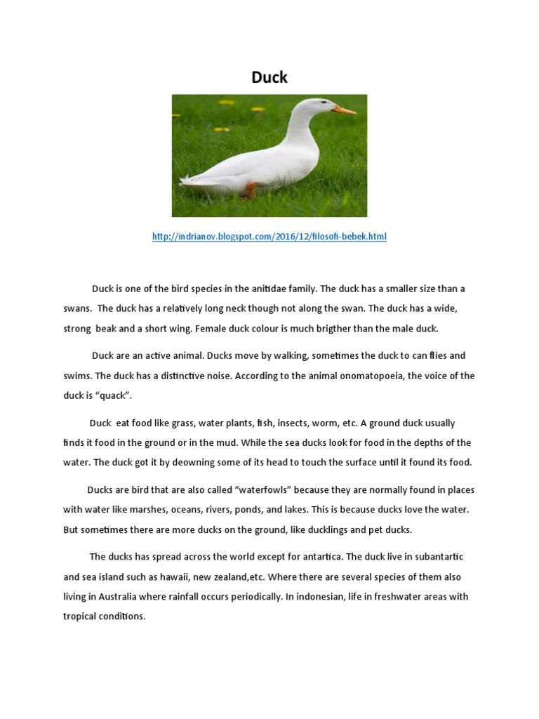 Duck | PDF | Duck | Ornithology