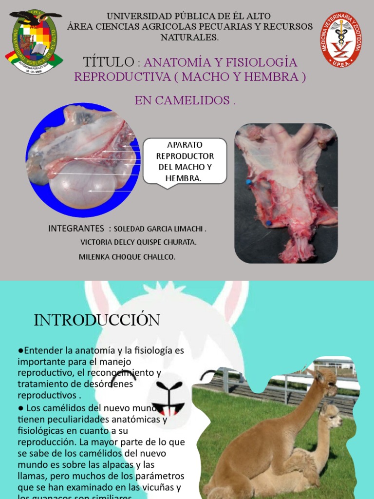 Fisiología Reproductiva del Macho Alpaca | PDF | Ciencia y matemáticas