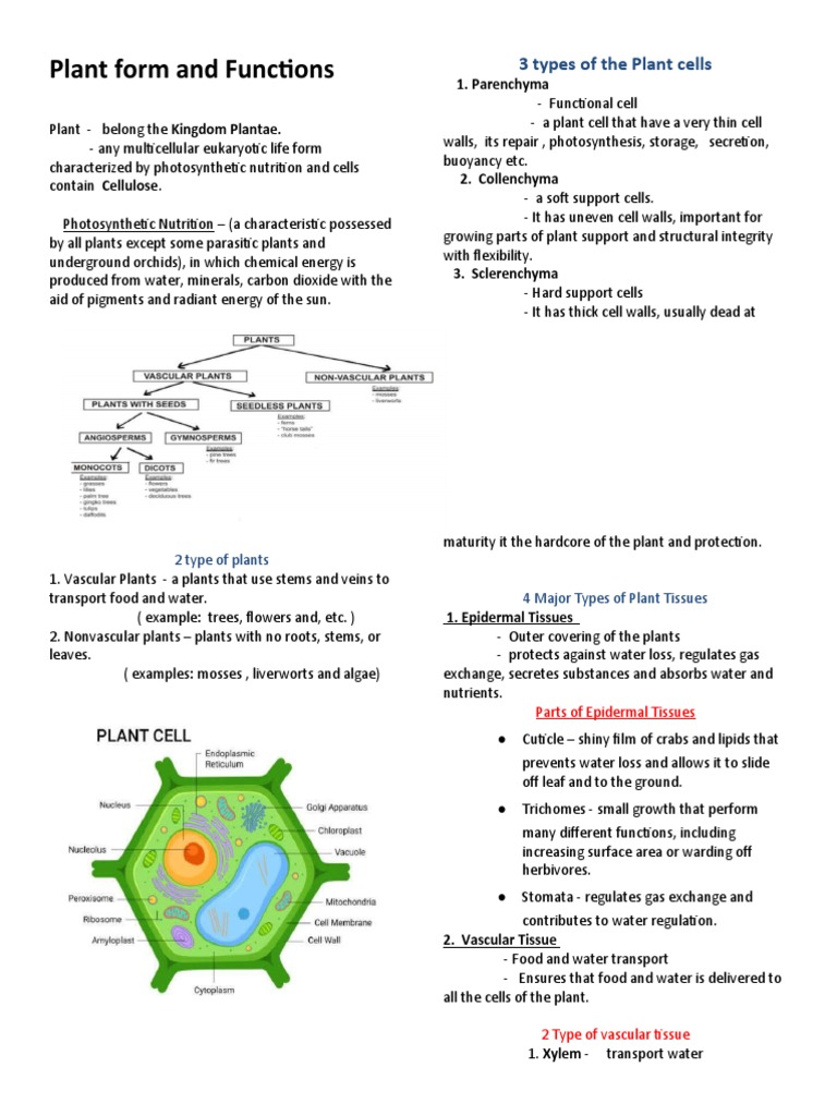Plant Structure and Functions Explained | PDF | Plants | Tissue (Biology)