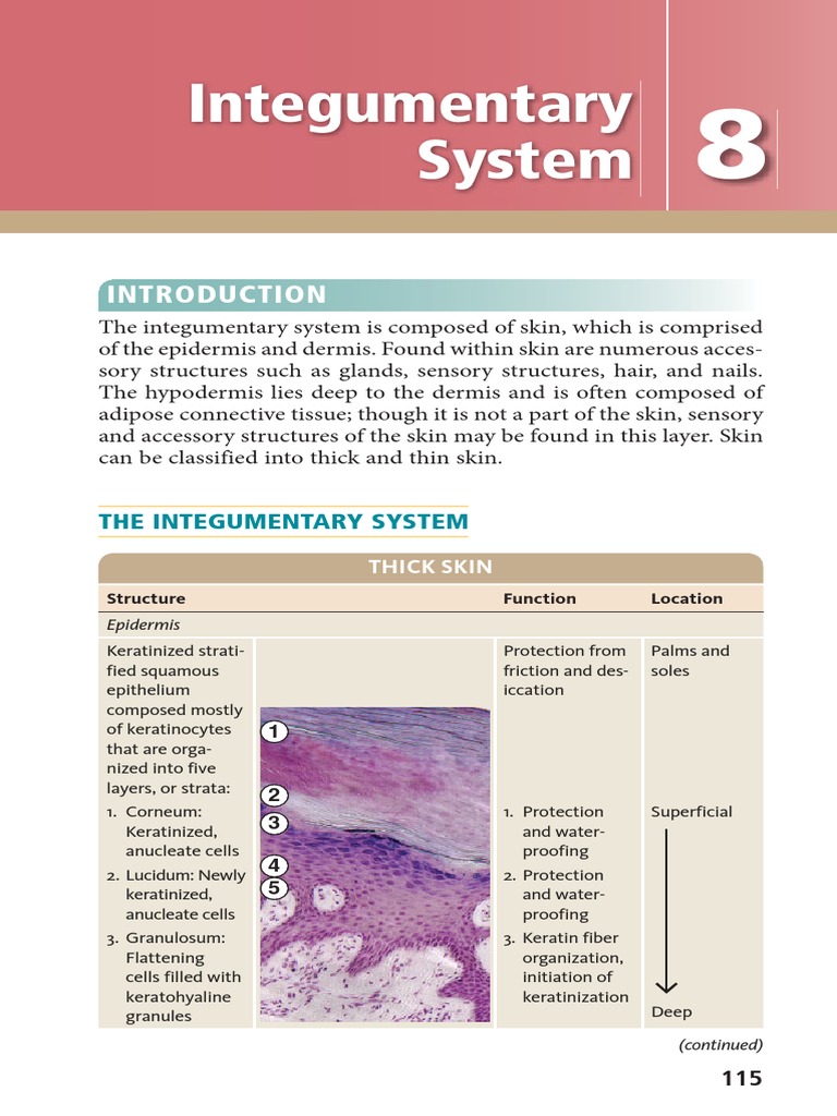 Integumentary System Histology | PDF | Integumentary System | Epidermis