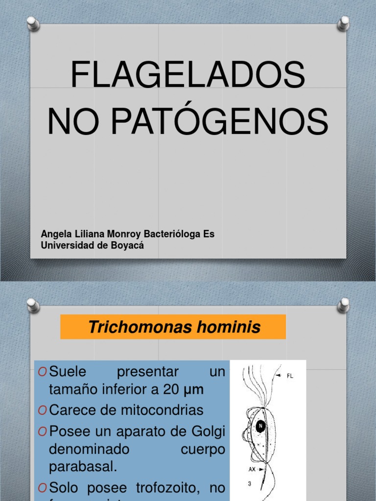 Flagelados No Patógenos: Características | PDF | Las bacterias ...