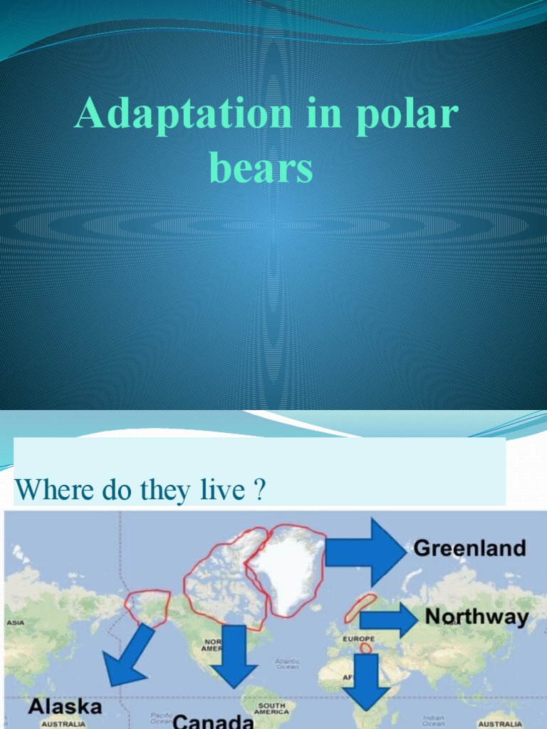 Adaptive Features | PDF | Polar Bear | Bears