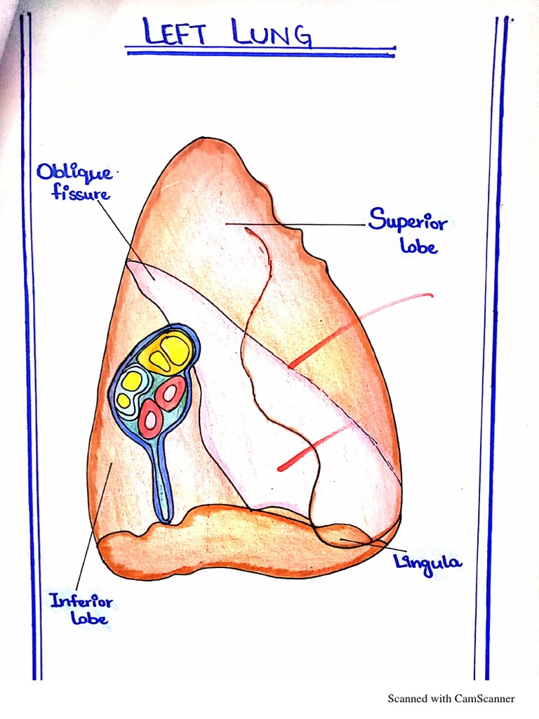 Anatomy of Human Lungs | PDF