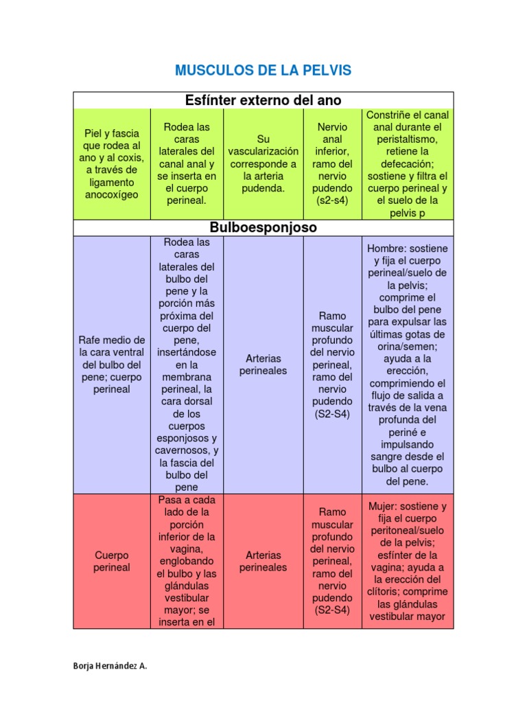 Musculos de La Periné | PDF | Especialidades Medicas | Anatomia animal