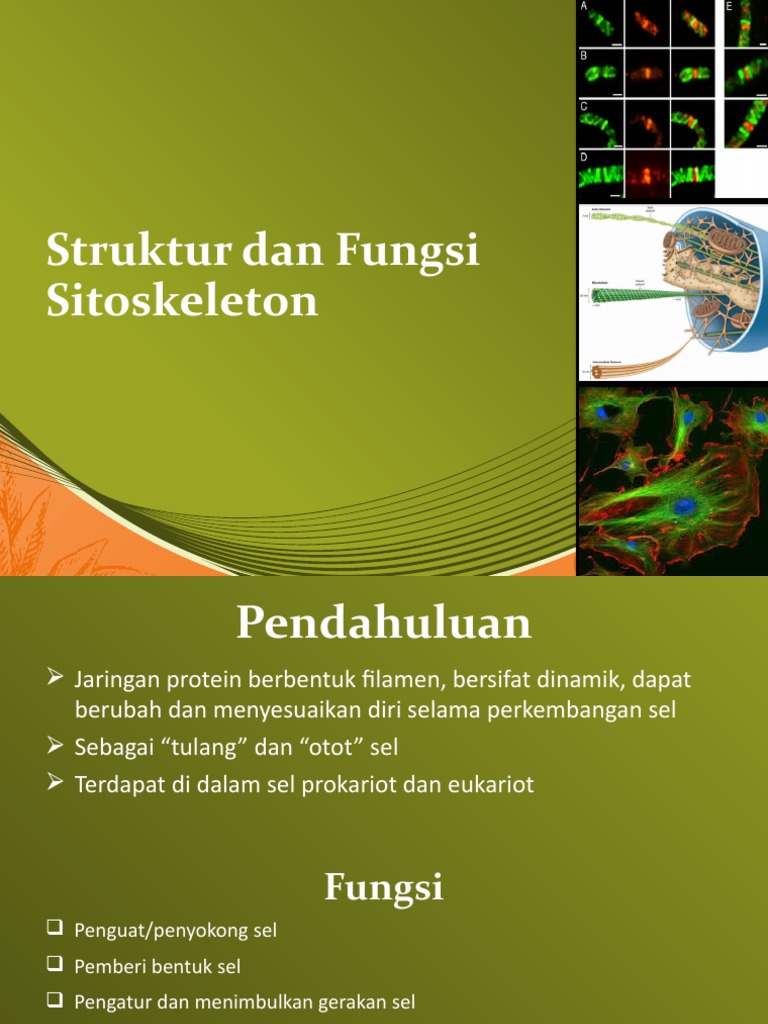 Struktur Dan Fungsi Sitoskeleton | PDF | Sains & Matematika
