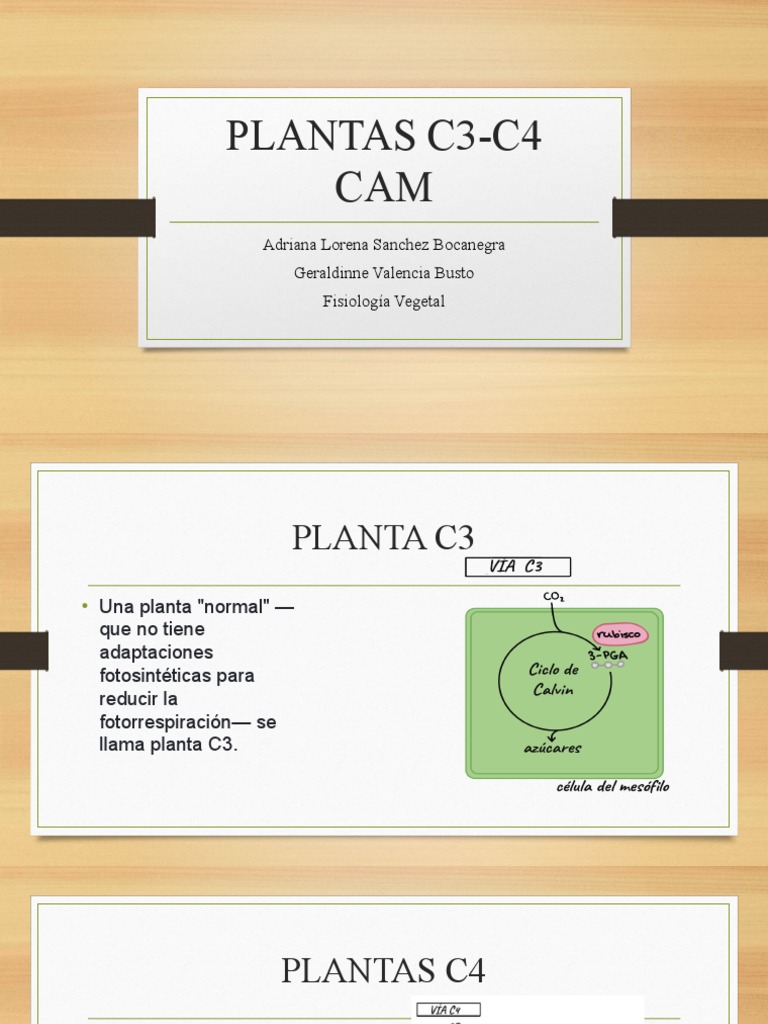 Plantas C3-C4 Cam Video | PDF | Ciencia y matemáticas