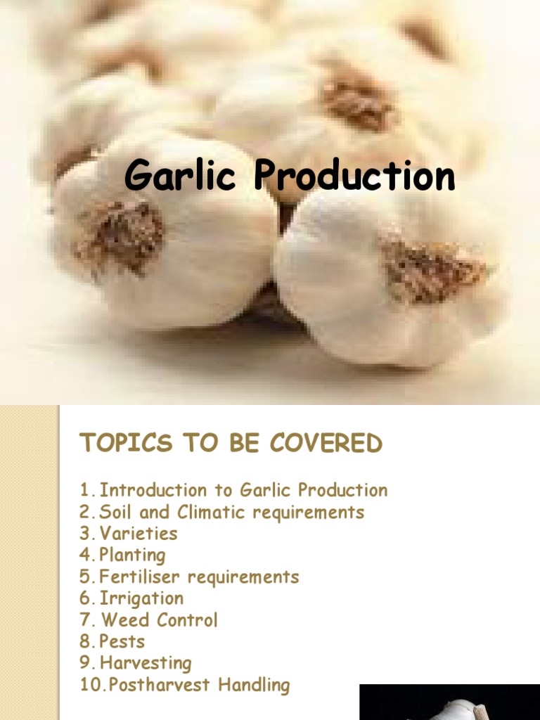 Garlic and Ginger Manual Edited | PDF | Garlic | Ginger