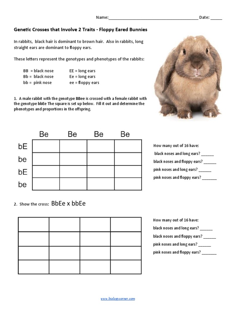 Floppy Bunny Genetics (With Key) | PDF | Genotype | Biological Evolution