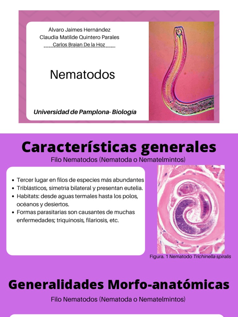 Características y morfología de nematodos | PDF | Nematodo | Excreción