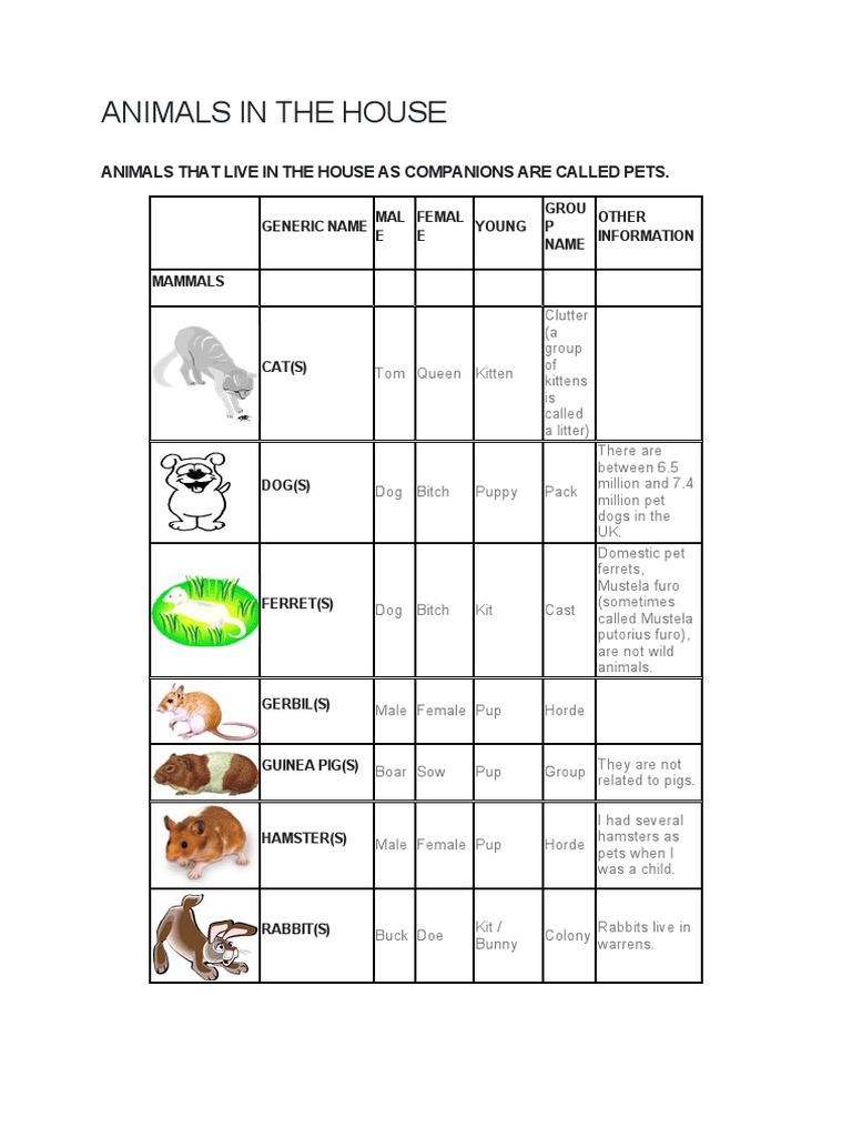 Animals Part 1 | PDF | Pet | Chicken
