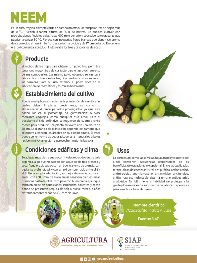 Neem Tu | PDF | Arboles | Plantas