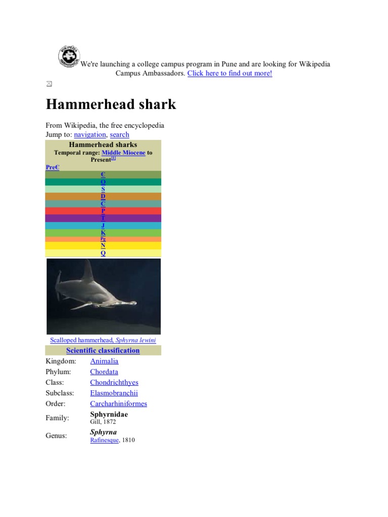 Hammerhead Shark | PDF | Nature