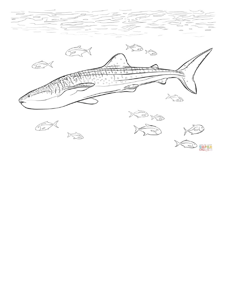 Rechin-Balenă Realist de Colorat - Desene de Colorat Gratis | PDF