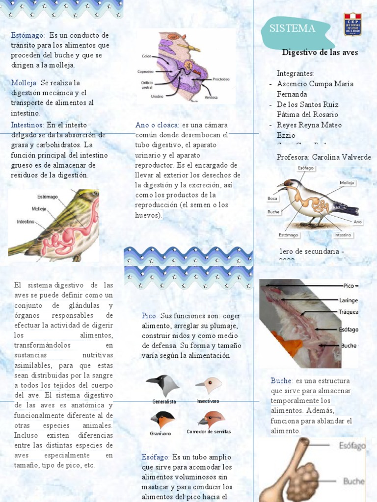 Las Aves: Sistema Digestivo Triptico | PDF | Sistema digestivo humano | Digestión