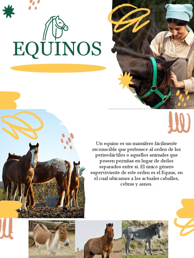 Equinos | PDF | Cebra | Caballos