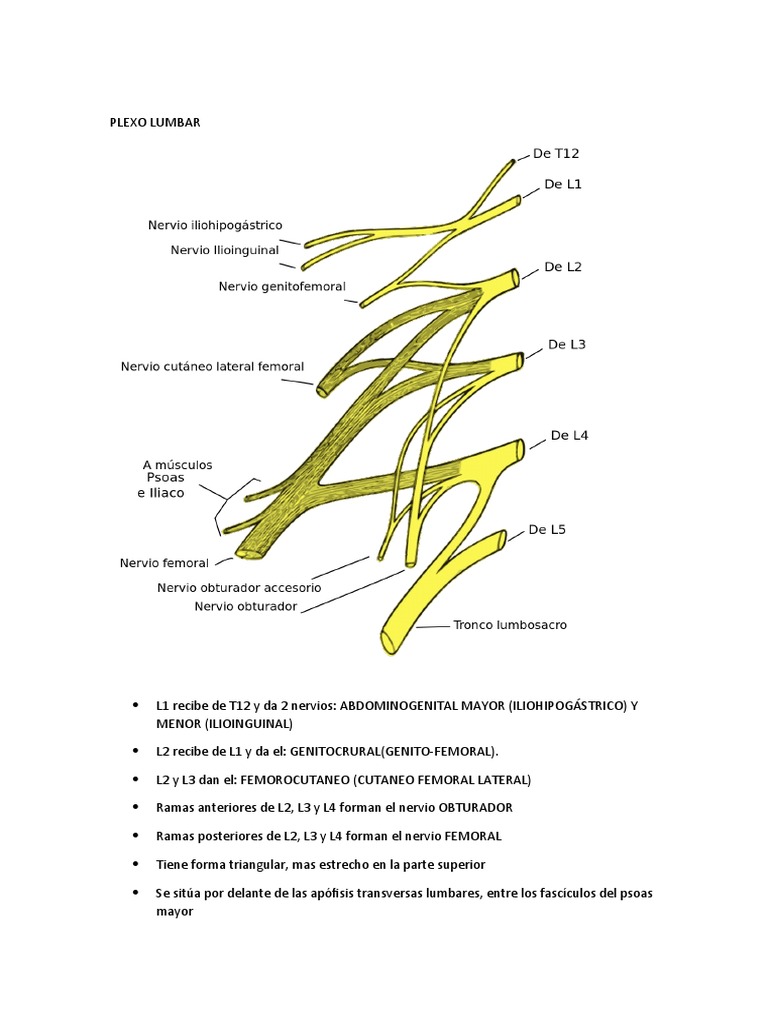 Anatomía del Plexo Lumbar y Sacro | PDF | Tejido suave | Neuroanatomía