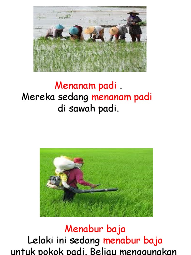 Teknik Menanam dan Memanen Padi | PDF | Teknologi & Rekayasa