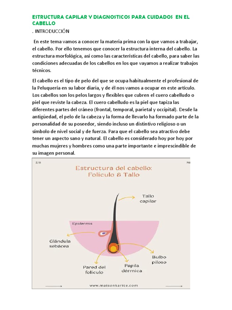 Cuidados Capilares (Anatomia Del Cabello) | PDF | Pelo | Sistema ...