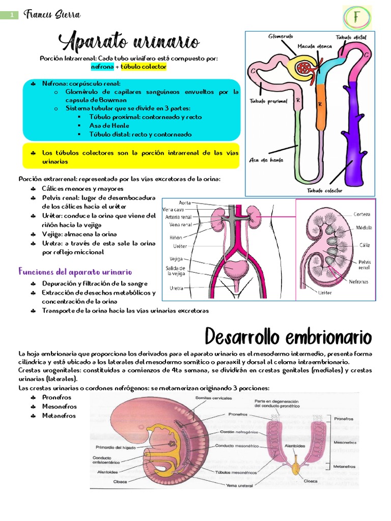 Desarrollo de Urinario y Genital | PDF | Riñón | Sistema urinario