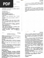 Anatomía de la Arteria Pedia del Pie | PDF | Pie | Dedo del pie