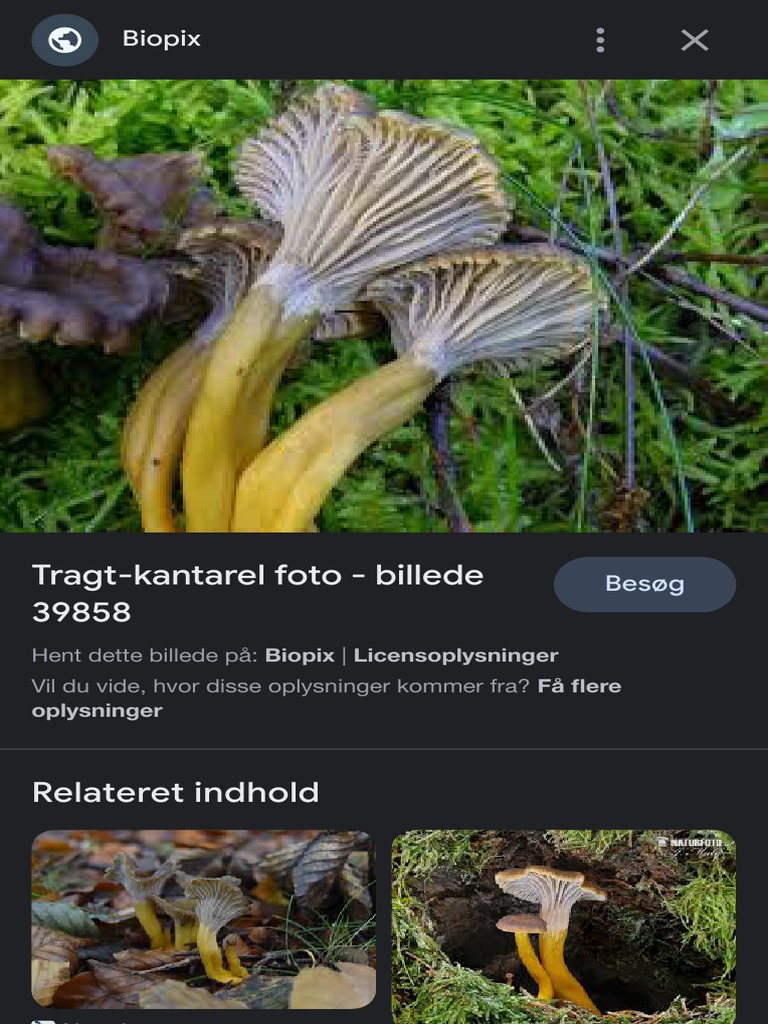 Trækantareller - Google Leiting | PDF