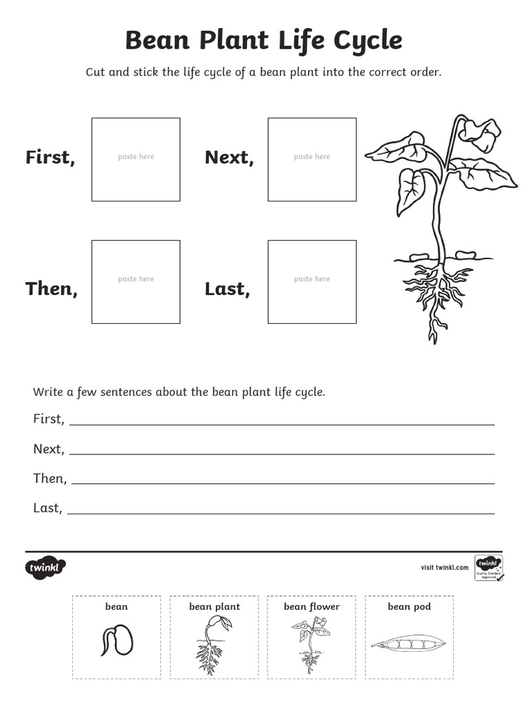 Bean Plant Life Cycle Guide | PDF | Science & Mathematics