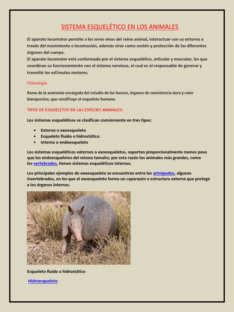 2 Sistema Esquelético en Los Animales. Anatomía | PDF | Esqueleto | Hueso