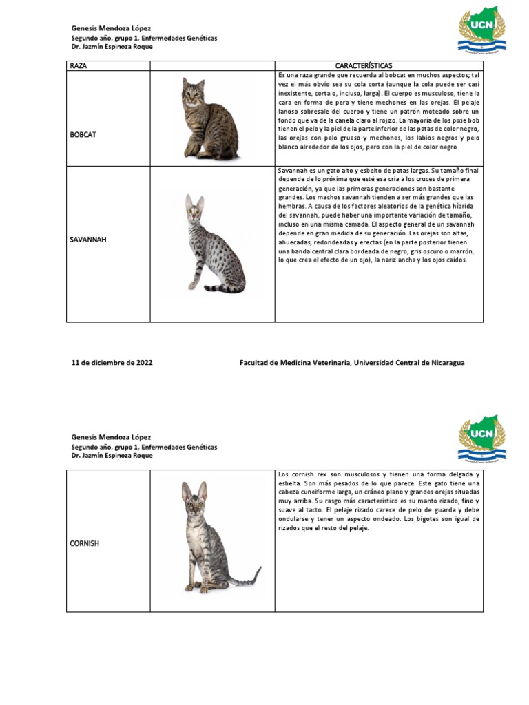 Raza de Gatos PDF | PDF | Gatos | Piel