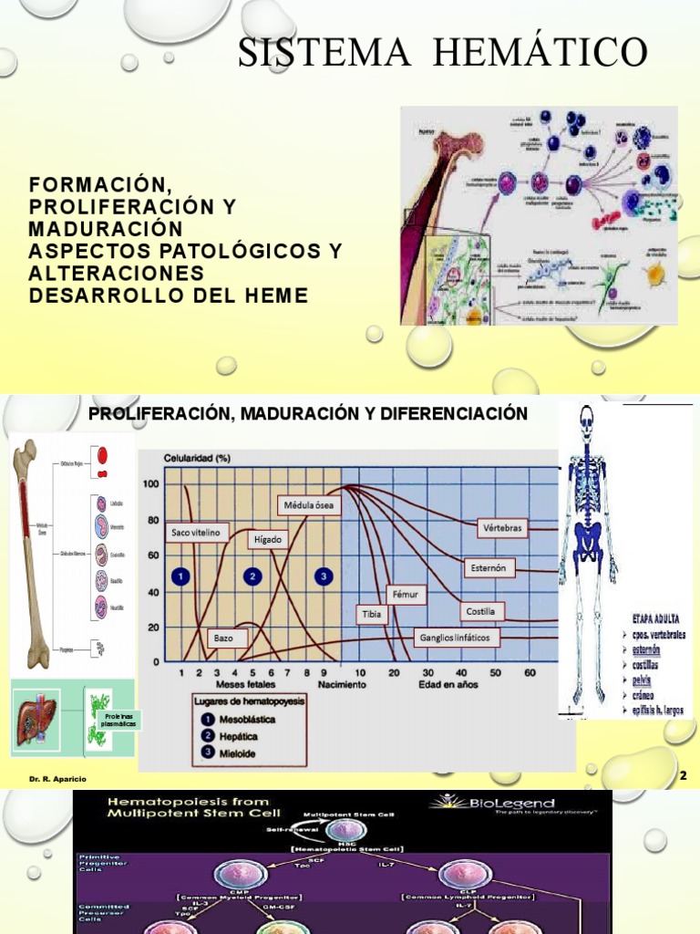 Clase # 1 Sistema Hemático | PDF | Hematopoyesis | Vitamina B12