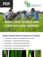 Rice Insect Pest & Their Management | PDF | Biological Pest Control | Rice