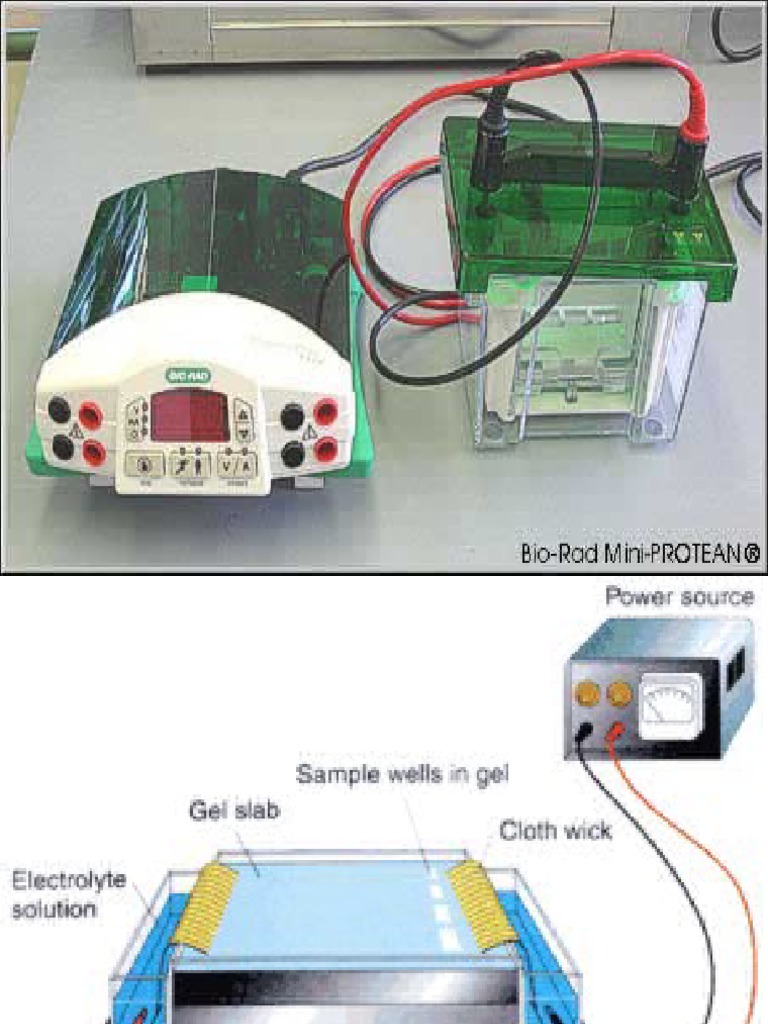 Electroforesis.ppt | PDF | Electroforesis | Electroforesis capilar