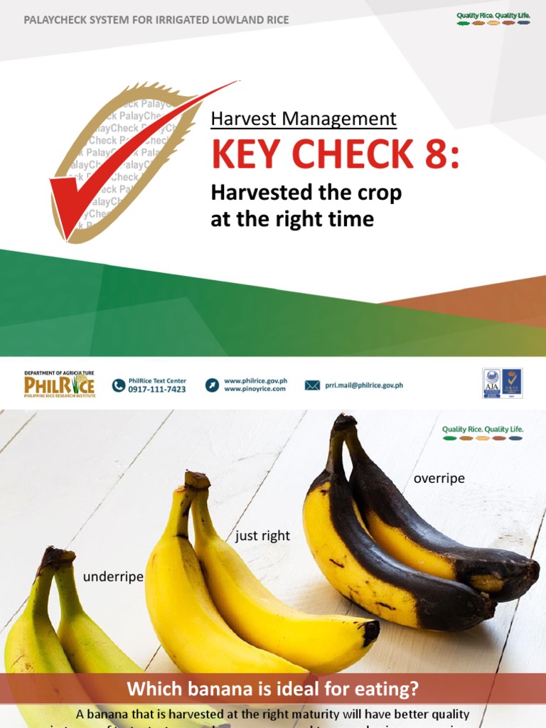 CR Key Check 8 - FINALdraft | PDF | Rice | Food And Drink