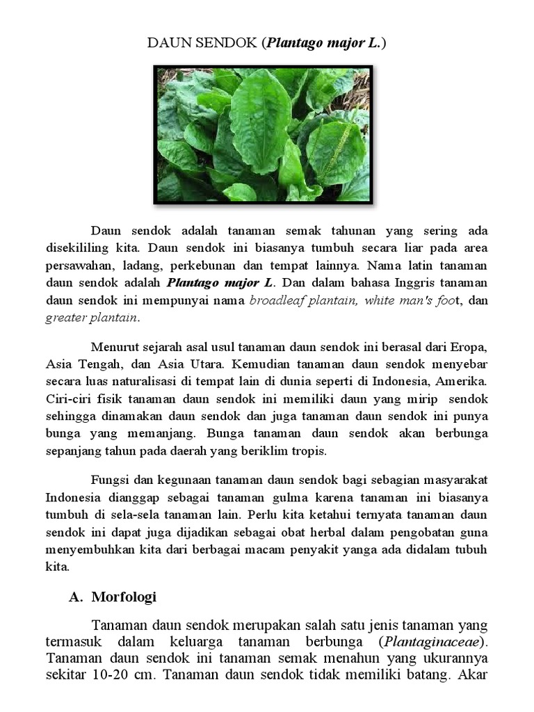 Manfaat dan Ciri Daun Sendok | PDF | Griya & Taman | Sains & Matematika