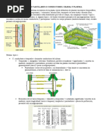 Tejido Conductor Vegetal | PDF | Fisiología de las plantas | Botánica