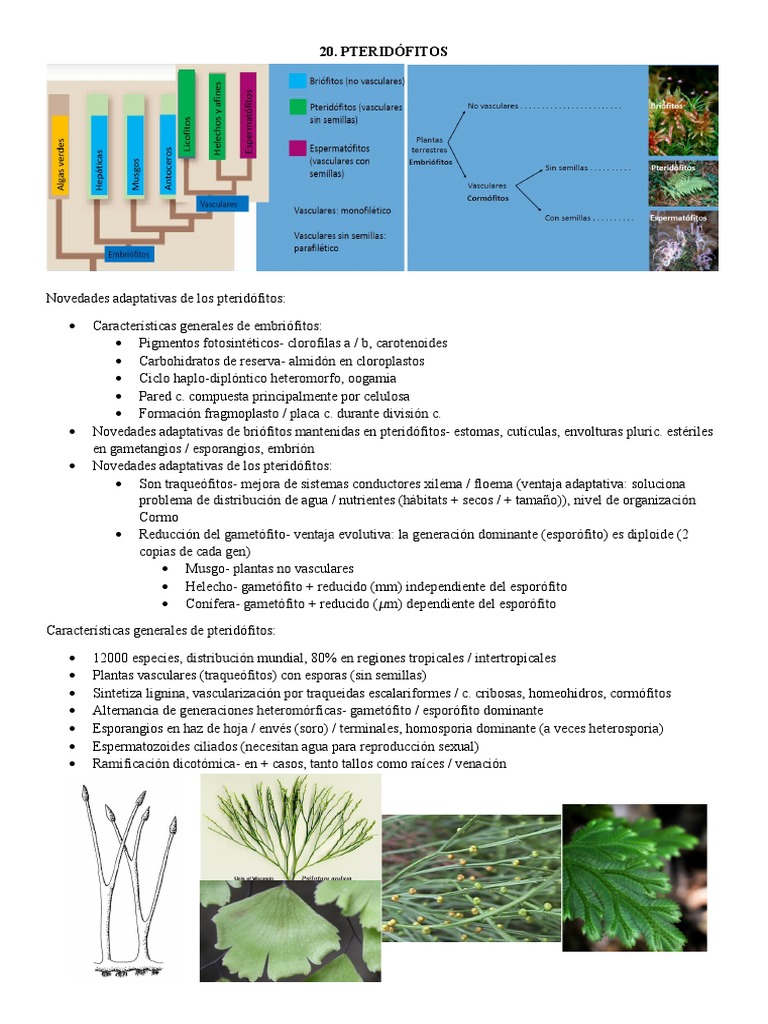20 Pteridofitos | Descargar gratis PDF | Morfología Vegetal | Eucariotas