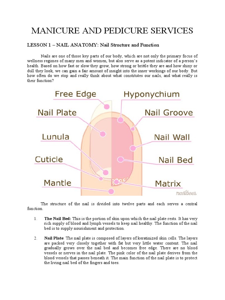 Nail Care | PDF | Nail (Anatomy) | Integumentary System
