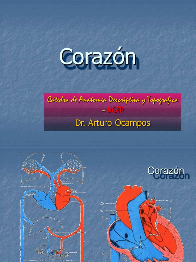 1.2 Corazón y Grandes Vasos | PDF | Tórax | Morfología (biología)