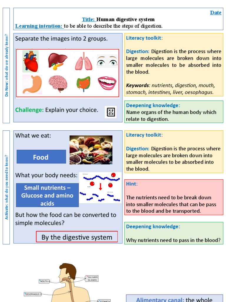 Digestive System & Animal Nutrition | Download Free PDF | Digestion ...