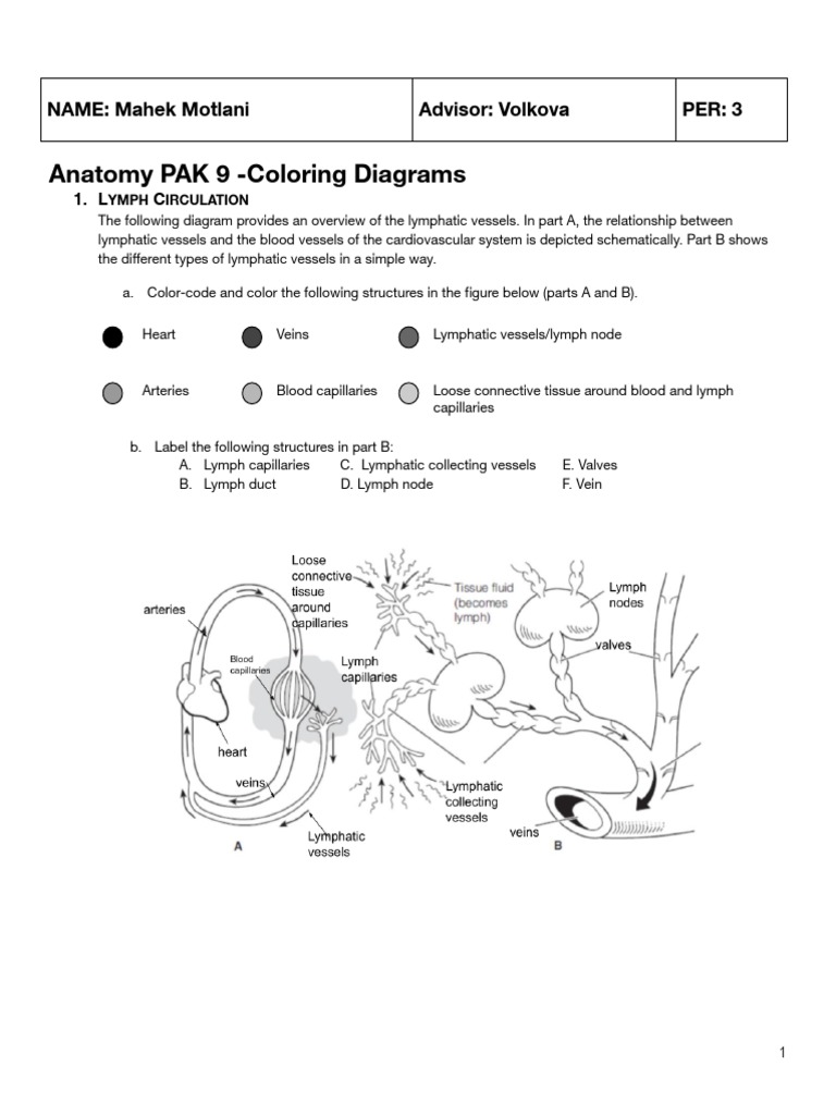 Lymphatic System Coloring Workbook | PDF | Lymph Node | Lymphatic System