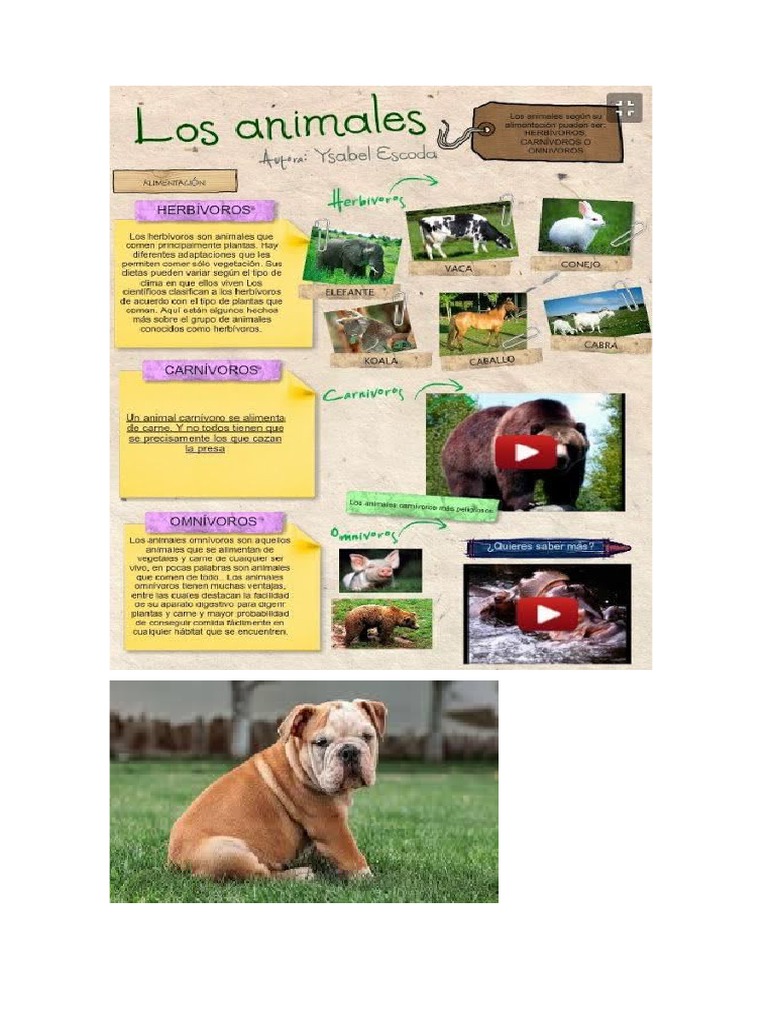 Alimentacion de Los Animales | PDF