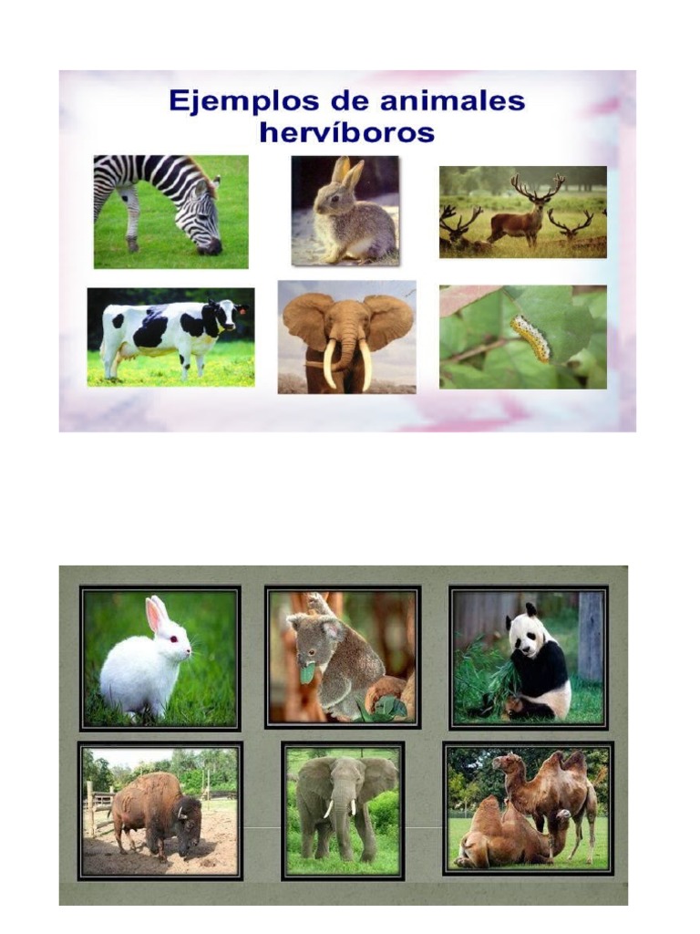 Animales Herbivoros y Carnivoros | PDF