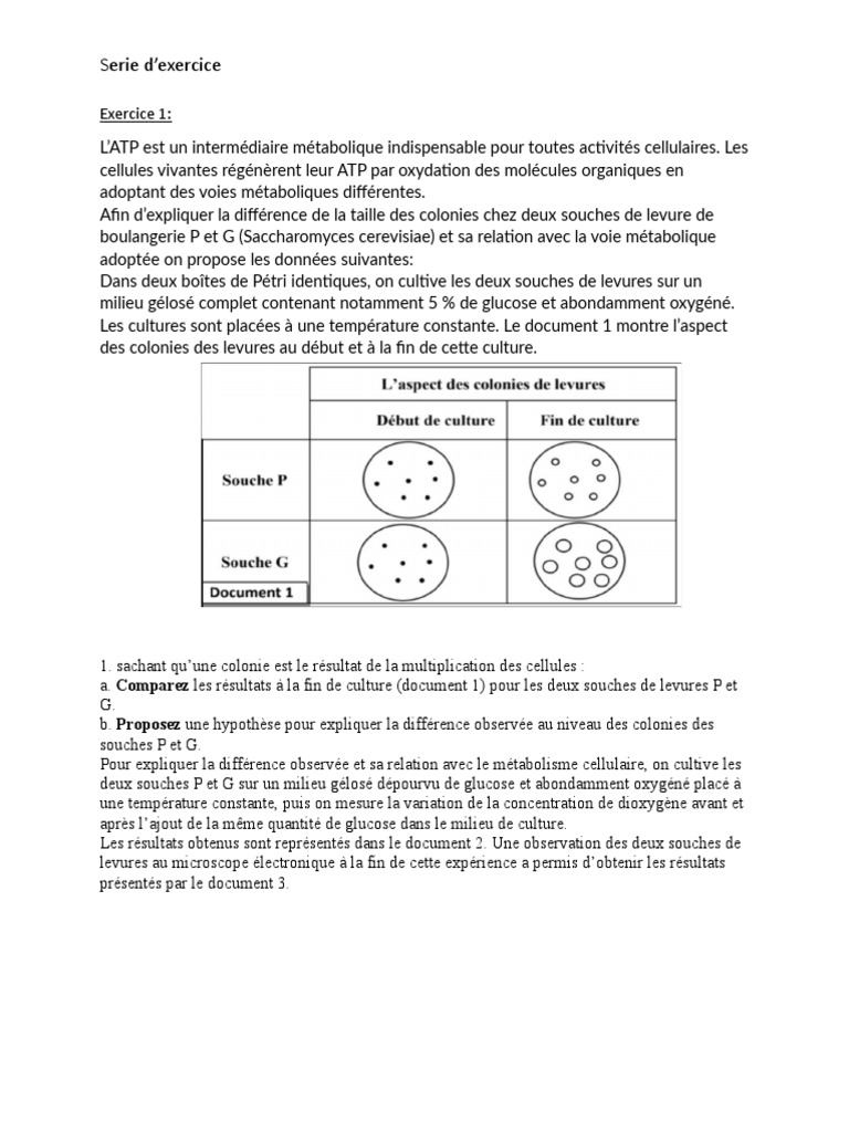 Serie D'exercice | PDF | Levure | Mitochondrie