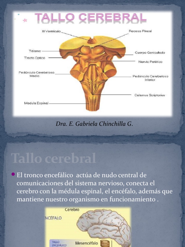 Estructura y funciones del tallo cerebral | PDF | Cerebro | Neurociencia