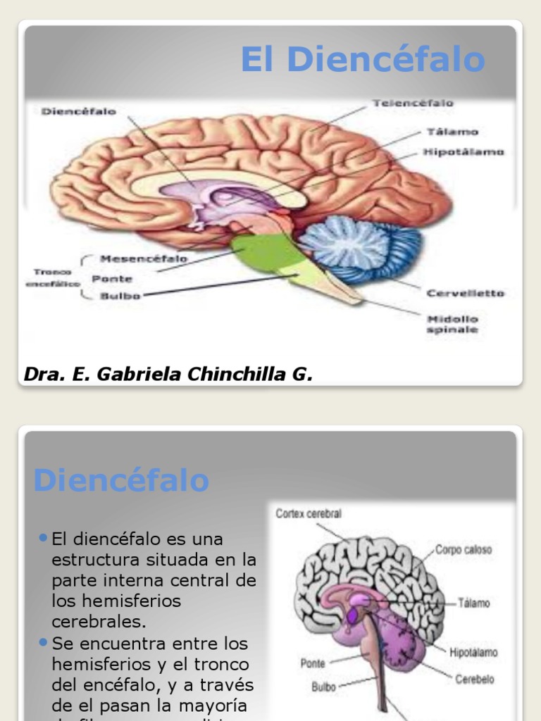 El Diencefalo Clase 3.REVISADA | PDF | Tálamo | Hipotálamo