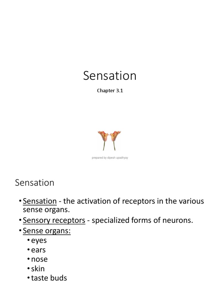 Chapter 3.1 Sensation | PDF | Senses | Stimulus (Physiology)