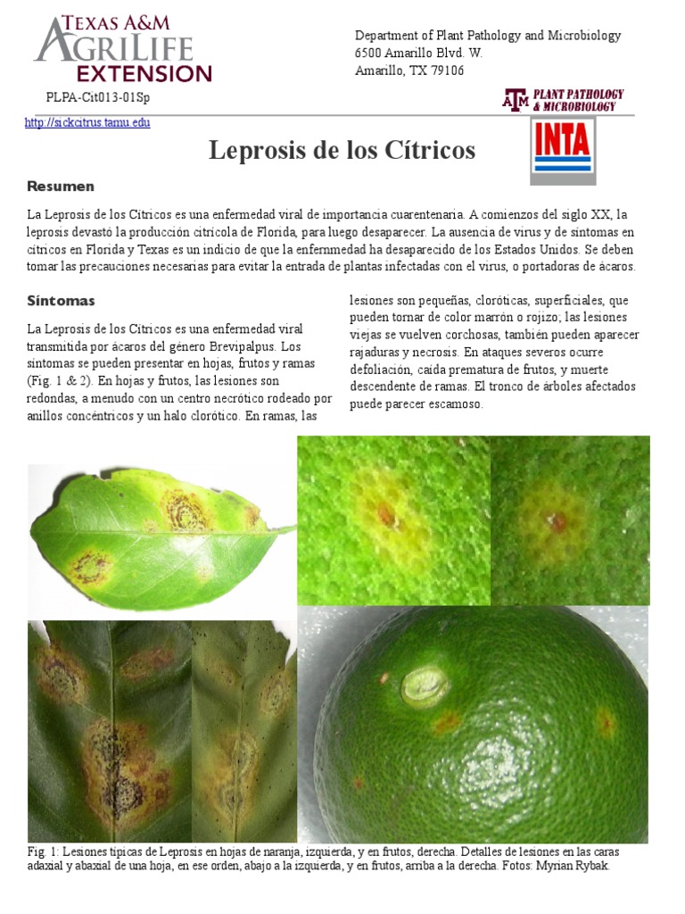 Leprosis de los Cítricos: Síntomas y Control | PDF | Agrios | Virus