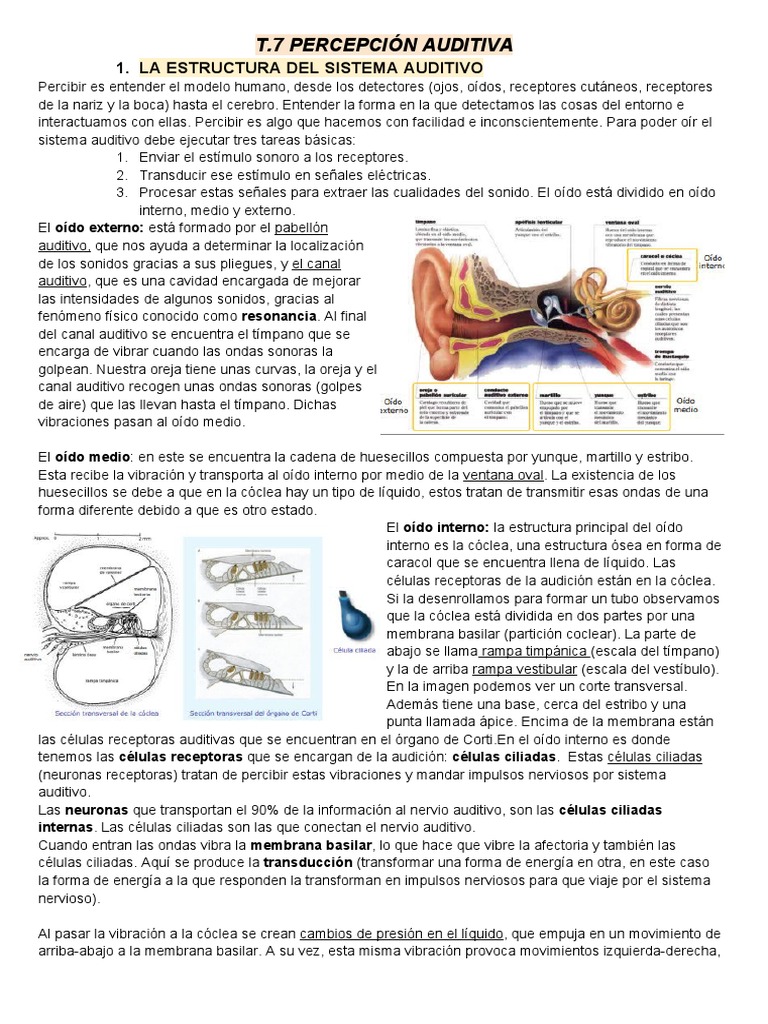 La estructura y funcionamiento del sistema auditivo humano | PDF ...