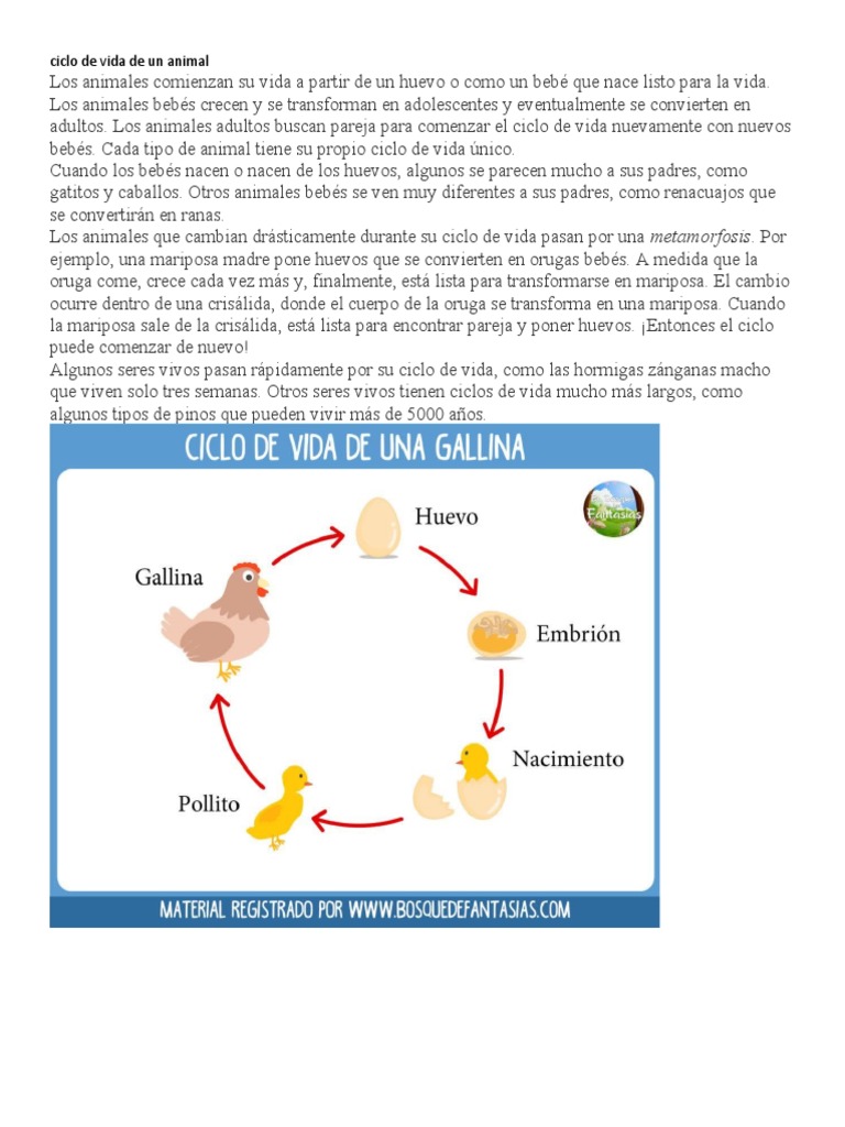Ciclo de Vida Animal Simplificado | PDF | Ciencia y matemáticas