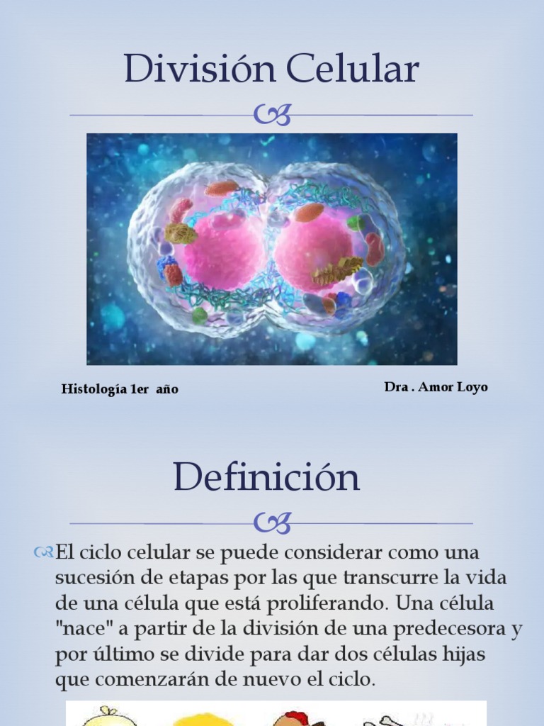 División Celular: Mitosis y Meiosis Explicadas | PDF | Mitosis | Cromosoma