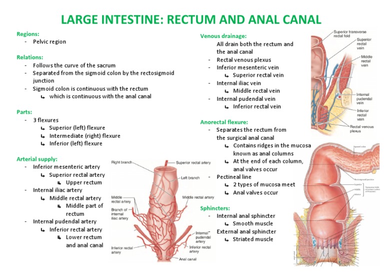 Rectum and Anal Canal | PDF